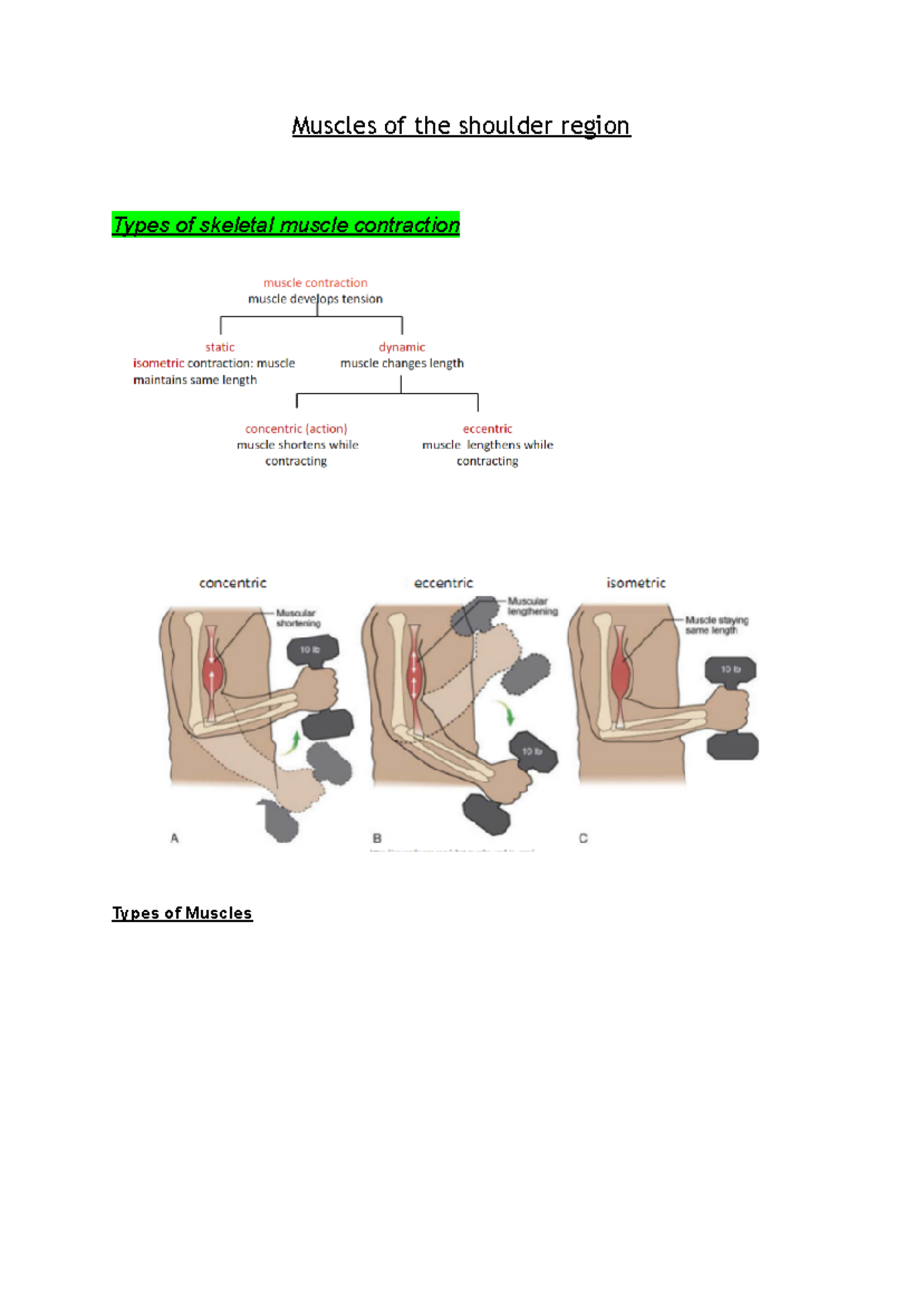 Muscles of the shoulder region - (Humeral torque producers, move the ...