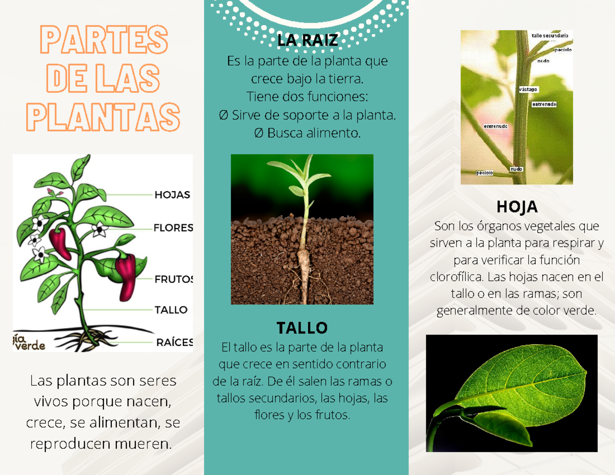 Tríptico DE LAS Partes DE LA Planta - PARTES DE LAS PLANTAS Las plantas ...