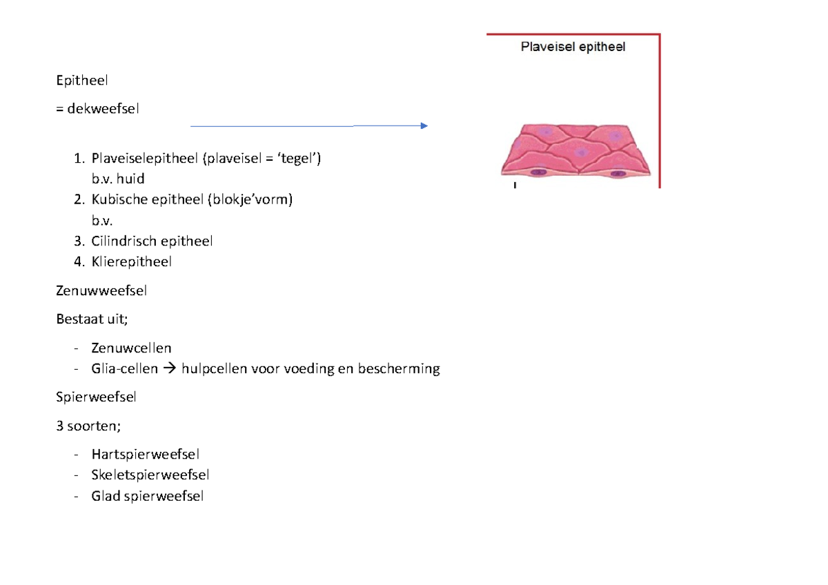 Anatomie en fysiologie - Epitheel = dekweefsel Plaveiselepitheel ...