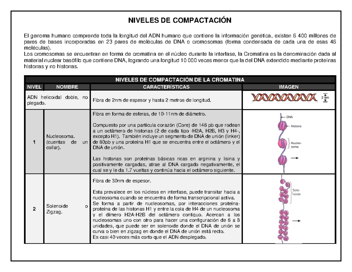 Compactación del DNA - NIVELES DE COMPACTACIÓN El genoma humano ...