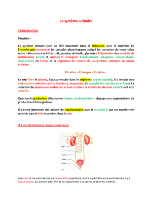 Le système Urinaire - Physiologie notes de cours L2 STAPS - Chapitre 3 ...