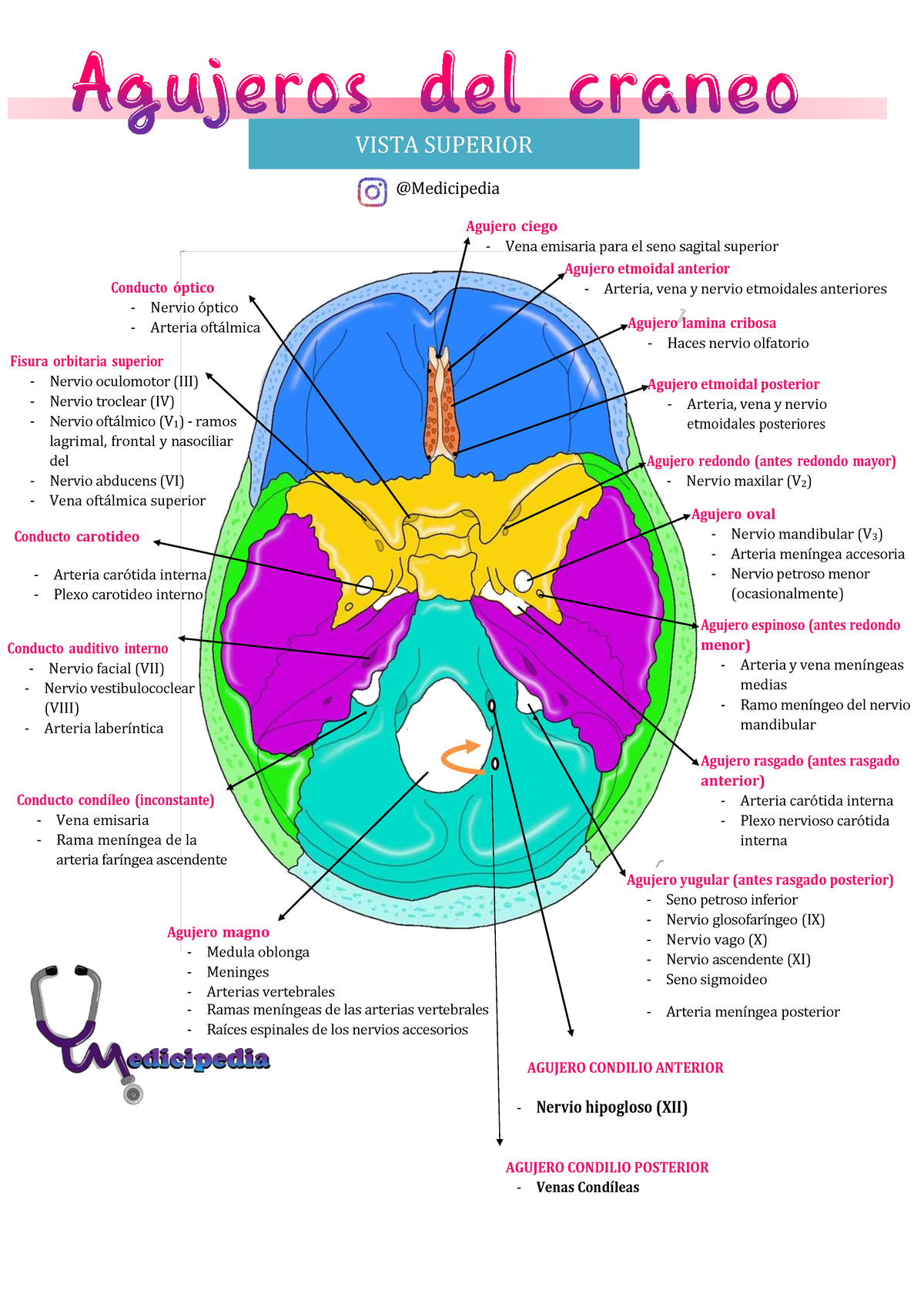 Agujeros del craneo 257251 downloadable 4332184 - Conducto óptico ...