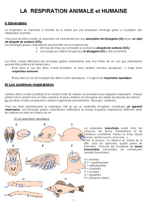 Reproduction Humaine - SVT (cours de sciences) - La reproduction ...