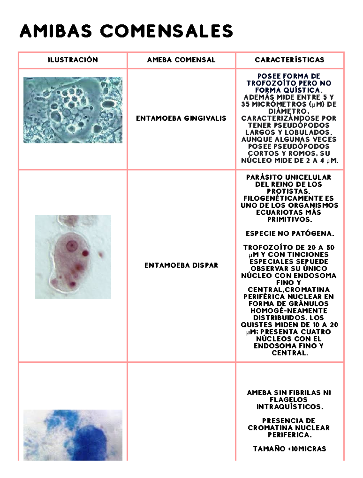 Amibas Comensales - tabla resumida con características del parasito - AMIBAS COMENSALES ...