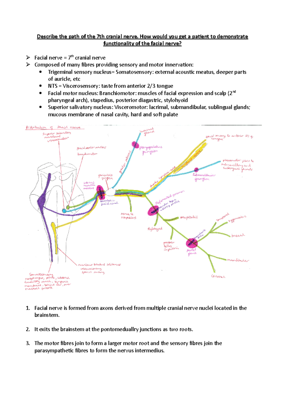 HNA - Lent - Describe the path of facial nerve and testing its ...
