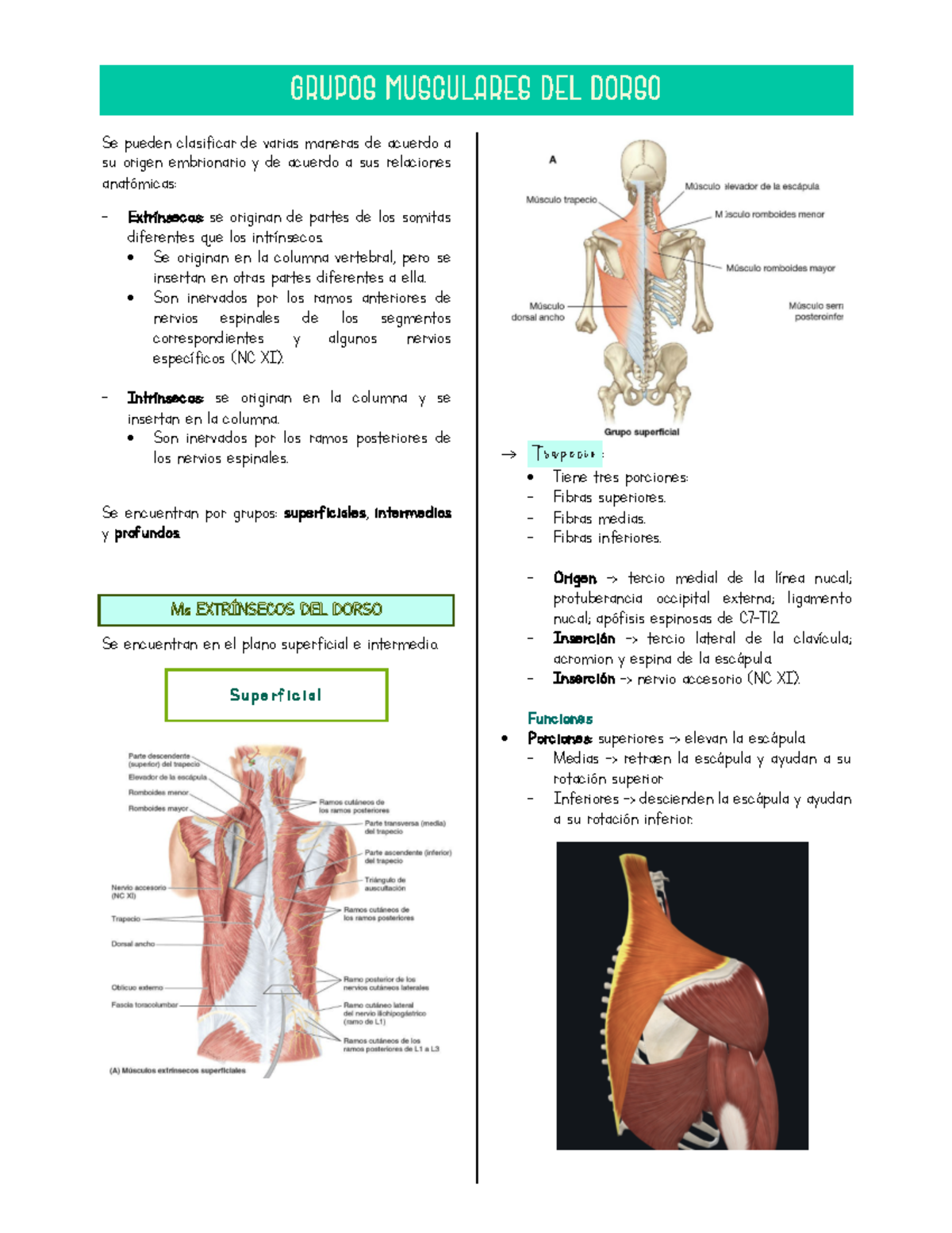 Dorso - músculos extrínscos y erectores de la columna - GRUPOS ...