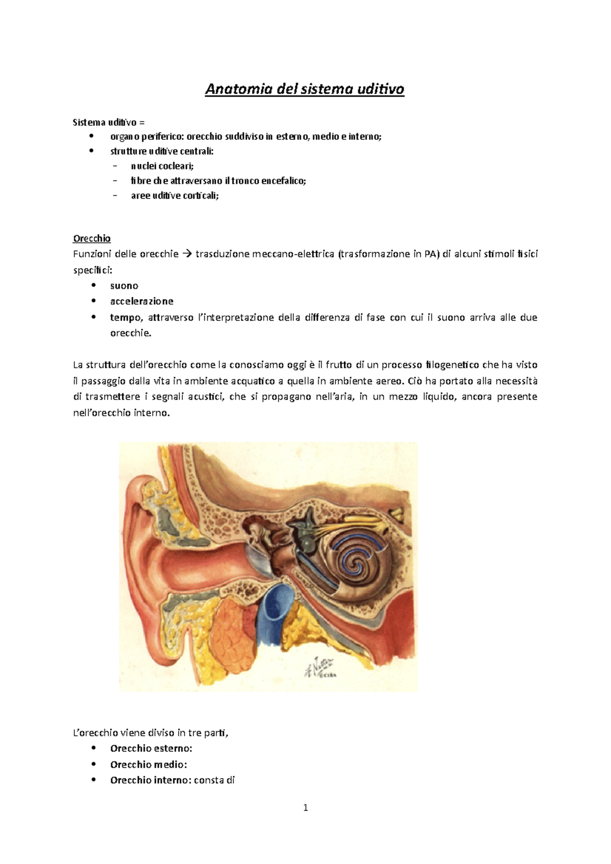 Anatomia del sistema uditivo - Anatomia del sistema uditivo Sistema ...