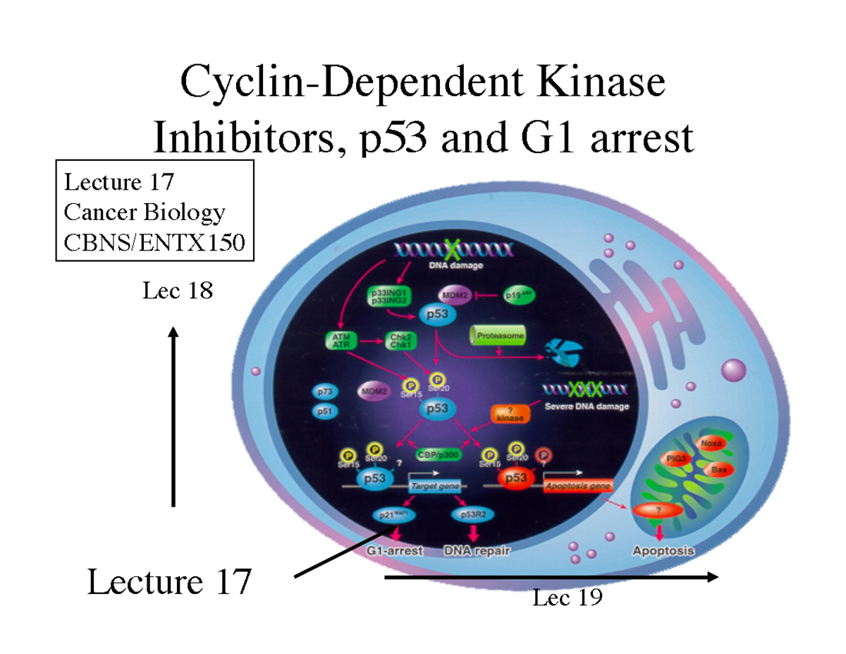 L17 CB14 - Dr. Sladek - Cyclin-Dependent Kinase Inhibitors, p53 and G1 ...