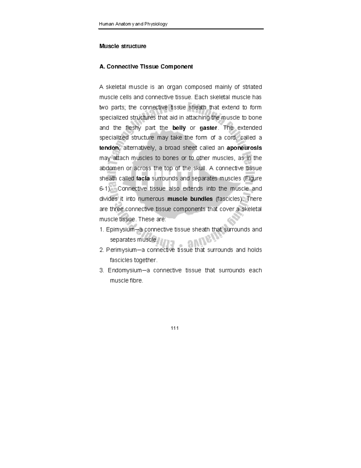 Human Anatomy and Psychology-121-125 - Muscle structure A. Connective ...