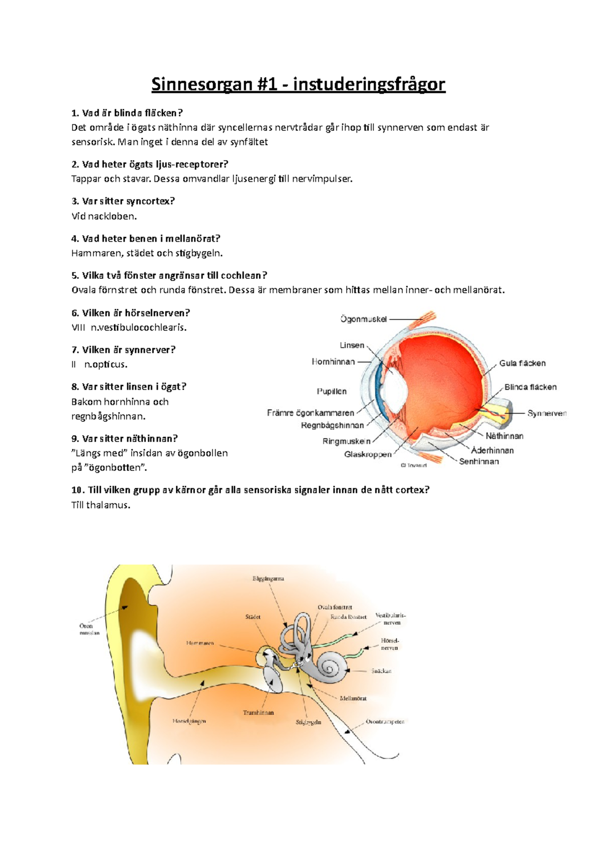 8-Sinnesorgan #1 Anatomi - Sinnesorgan #1 - instuderingsfrågor Vad är blinda fläcken? Det område ...