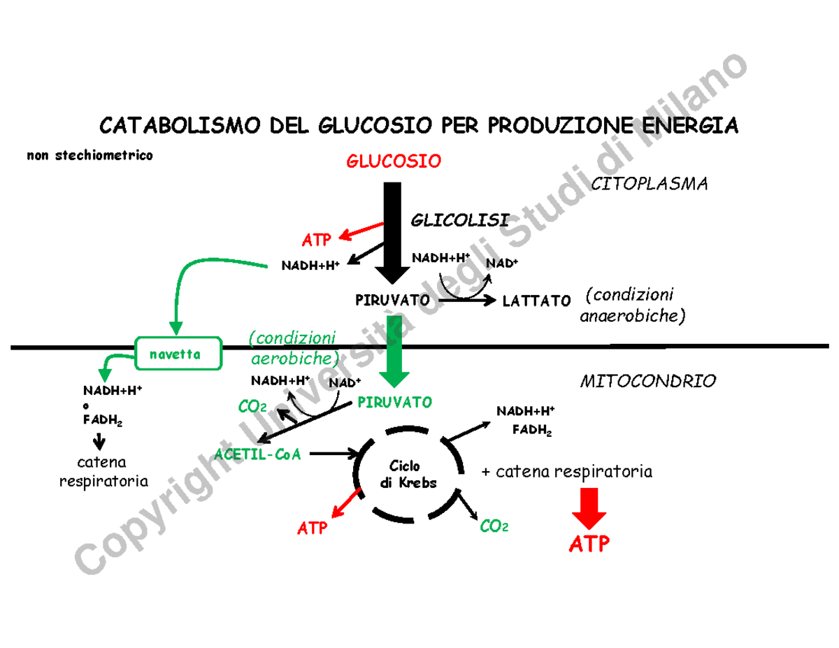 Schemi riassuntivi biochimica - GLUCOSIO GLICOLISI PIRUVATO ATP ...