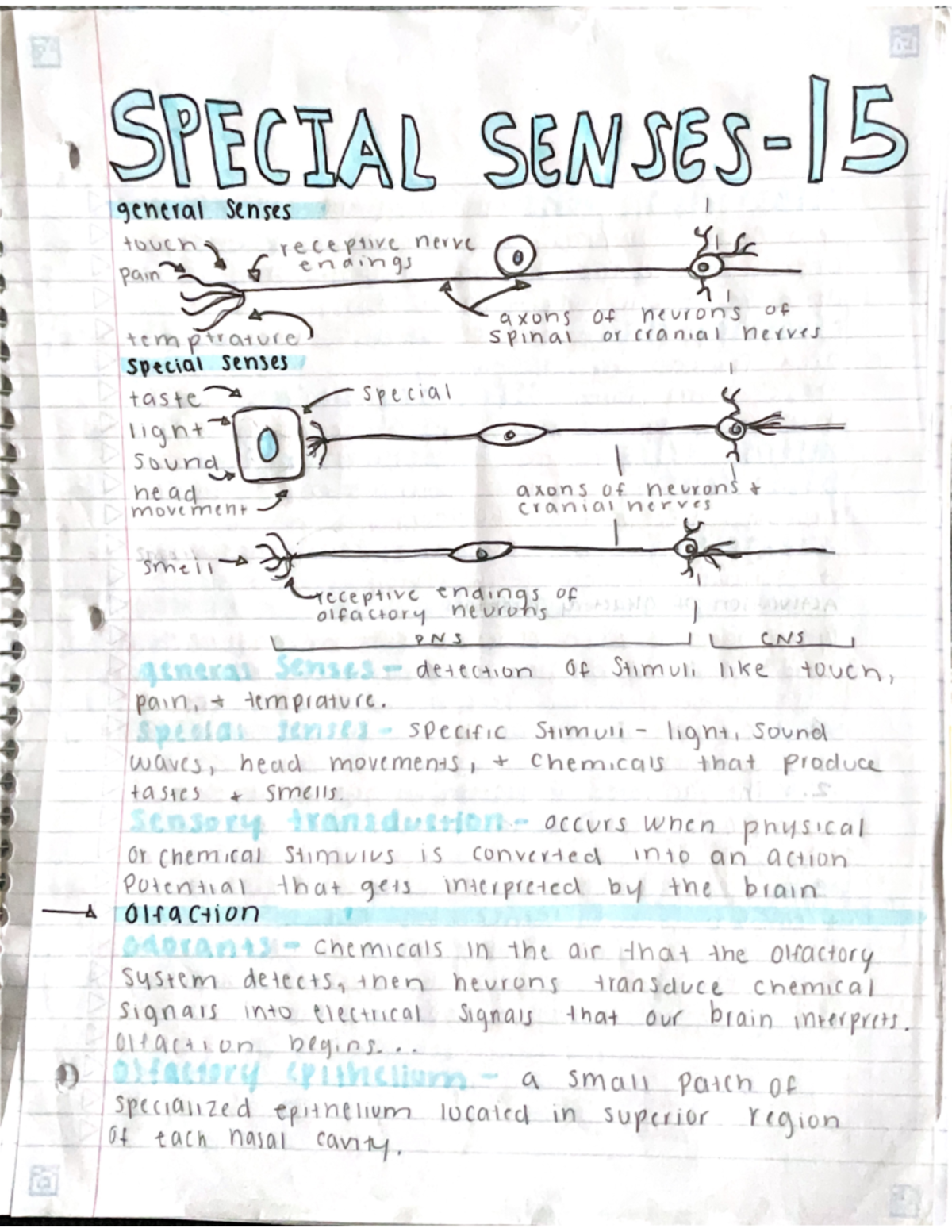 Special senses- chapter 15 - SPECIAL SNSs 9entralSenses t5 Ch ( p i e ...