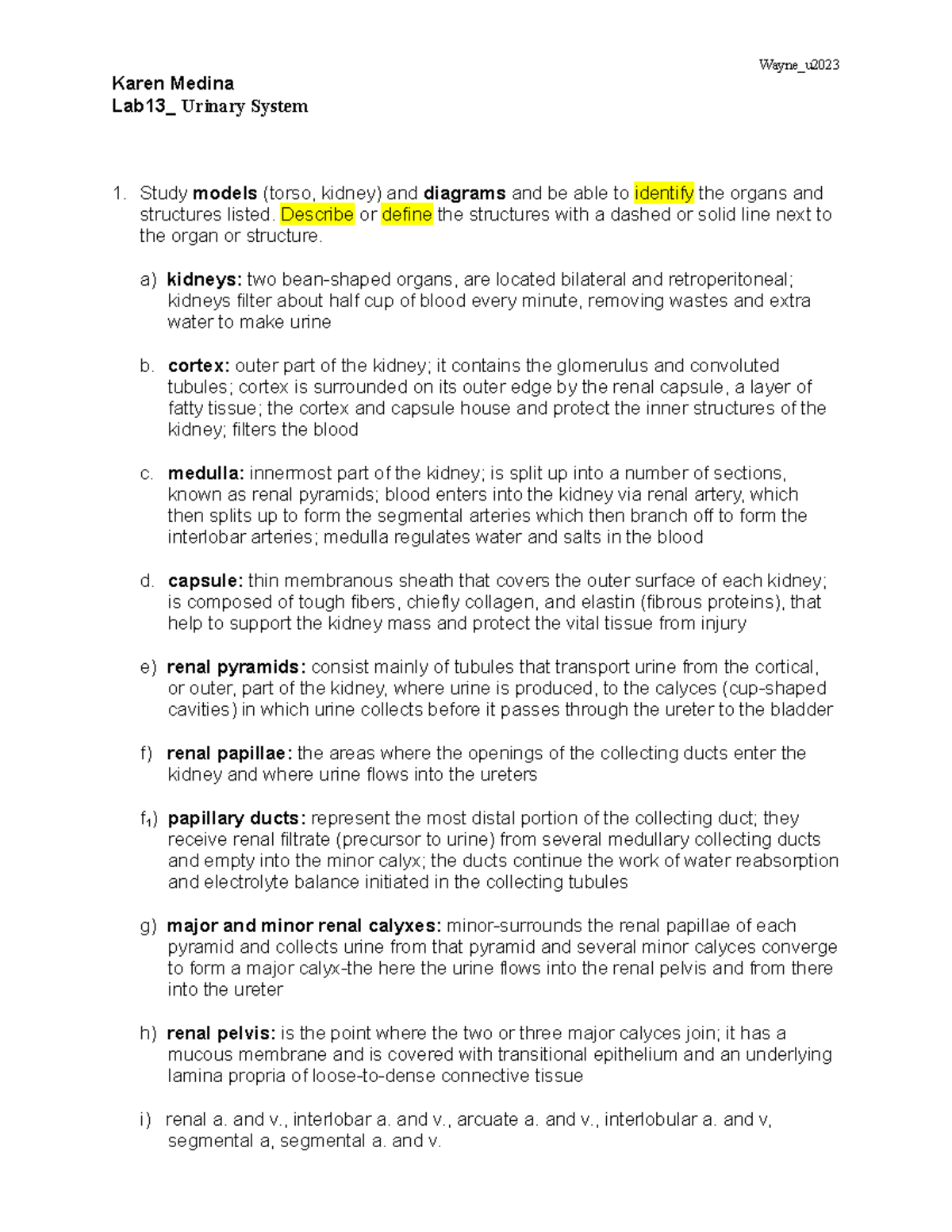 Lab Exercise #13 Urinary - Karen Medina Lab13_ Urinary System Study models (torso, kidney) and ...