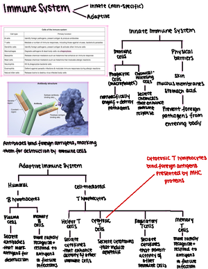 Immune System Overview - Immune System Innate (non-Specific) Adaptive ...