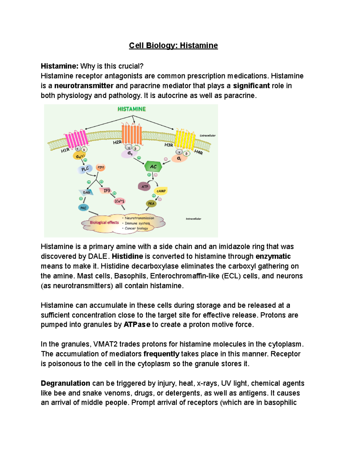 Cell Biology Histamine - Cell Biology: Histamine Histamine: Why is this ...