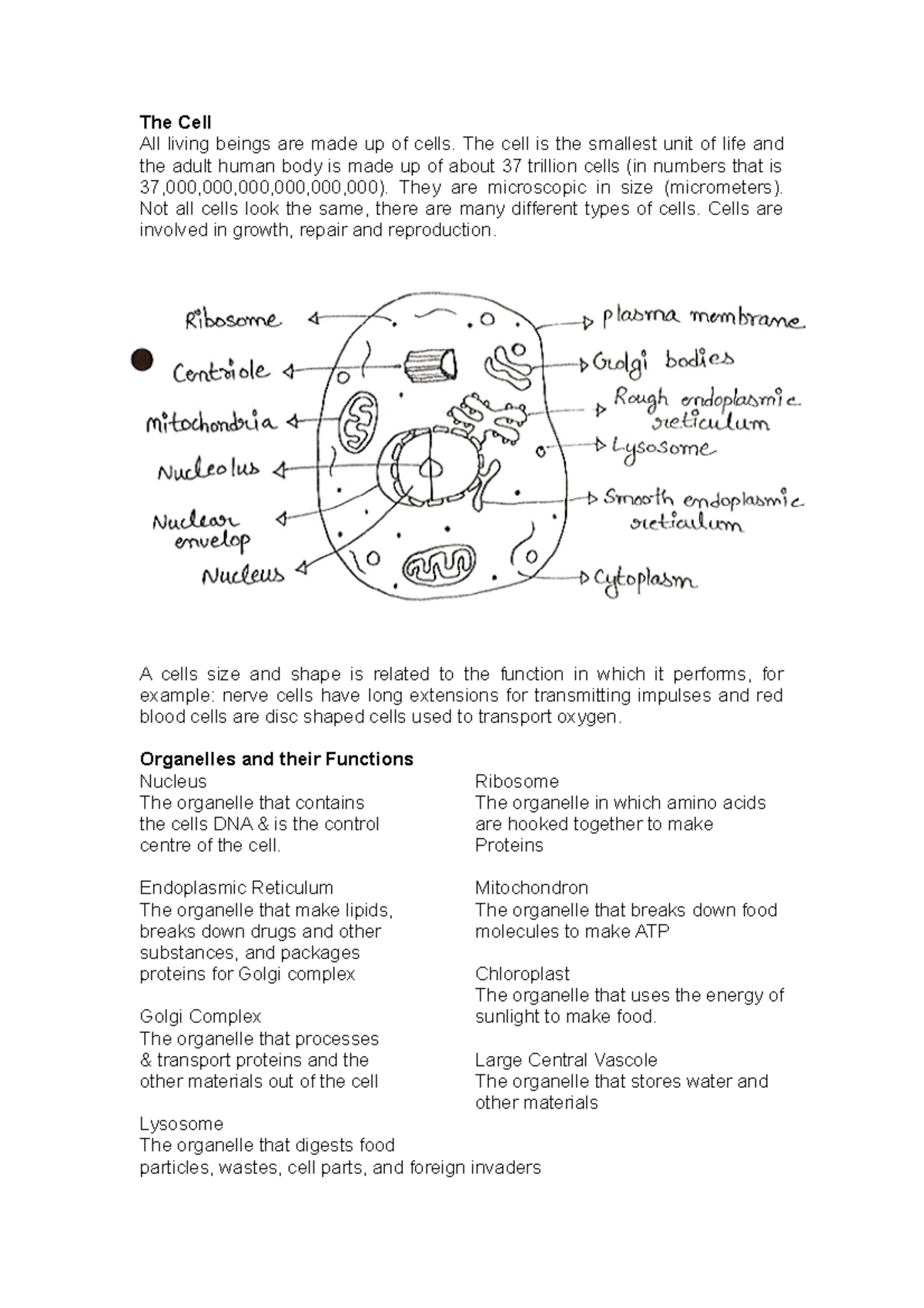 The Cell - This covers what different cells we have in our body and ...