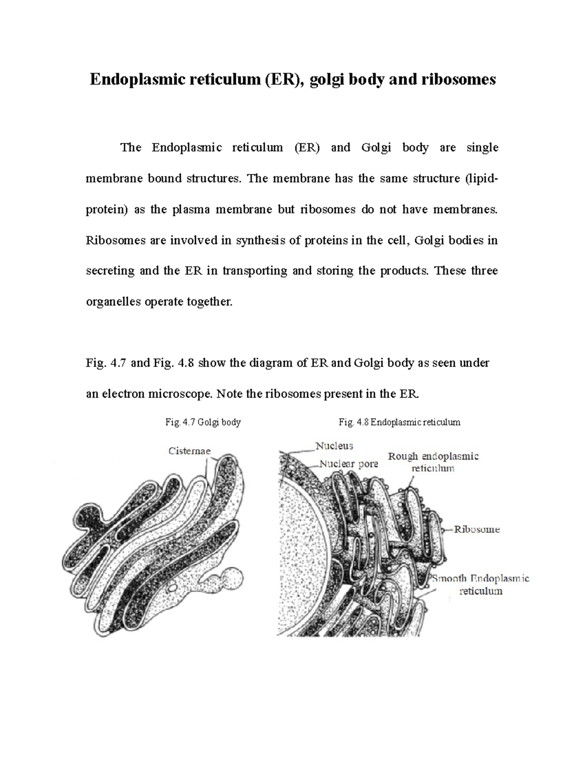 Endoplasmic reticulum - The membrane has the same structure (lipid ...