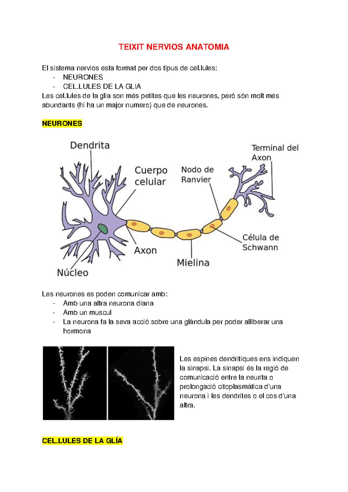 Teixit nerviós anatomia - TEIXIT NERVIOS ANATOMIA El sistema nervios ...