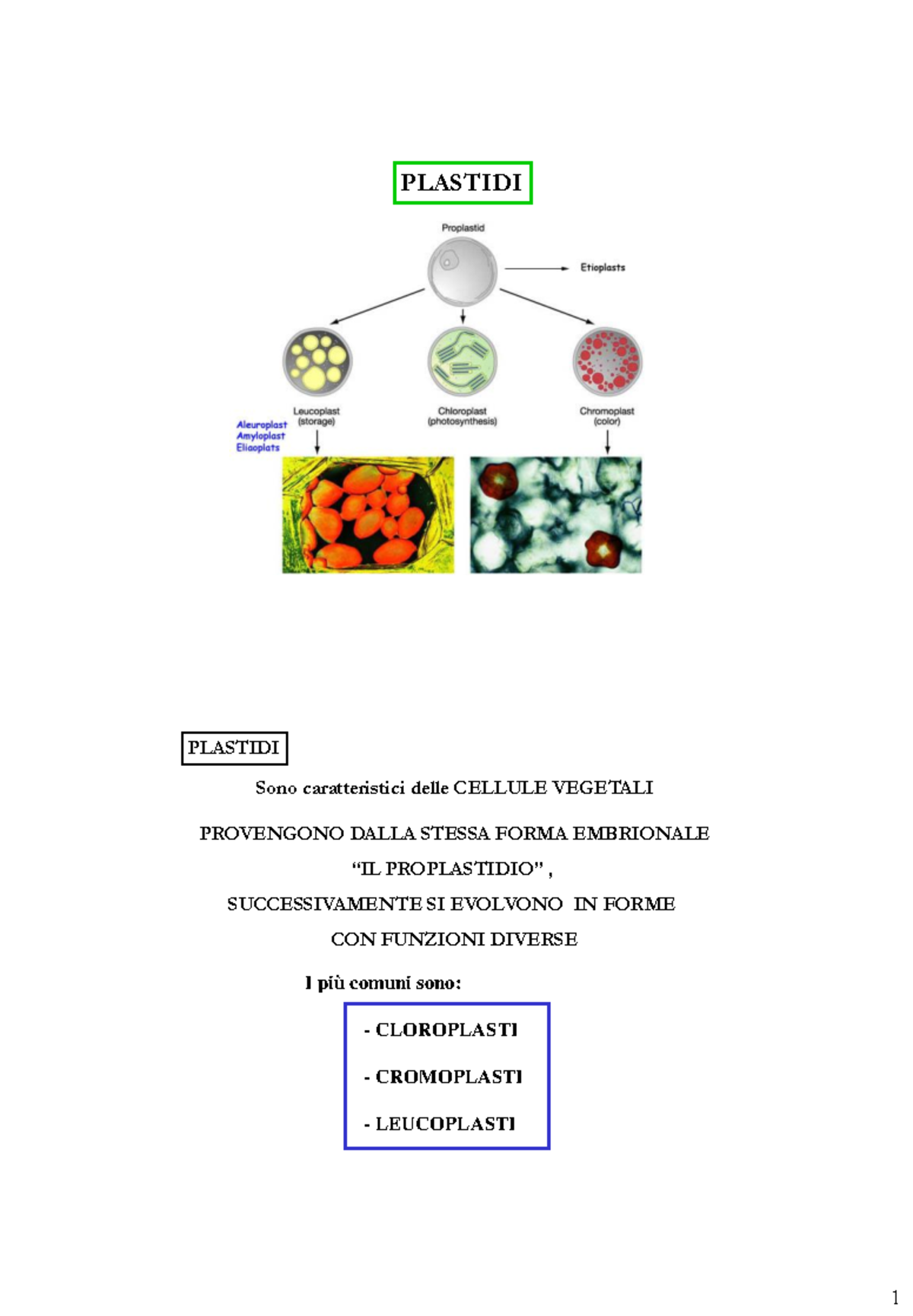 06-Fotosintesi 2016 ( Rolli) - PLASTIDI PLASTIDI Sono caratteristici ...
