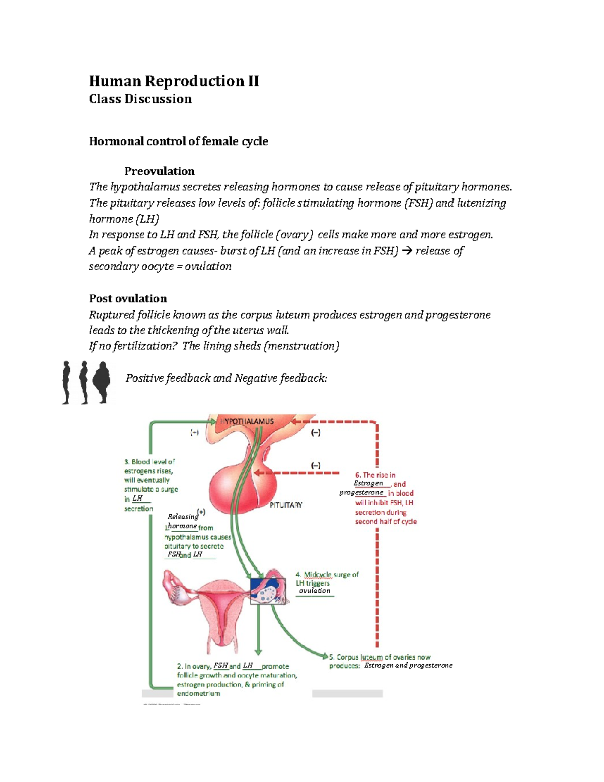 Lesson 17 Class Outline Reproduction Part 2 - Human Reproduction II ...