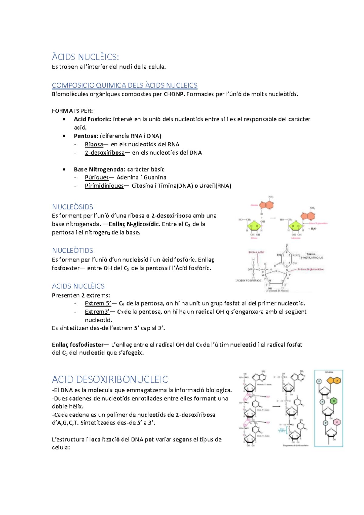 Apunts bio acids nucleics - ÀCIDS NUCLÈICS: Es troben a l’interior del nucli de la celula. - Studocu