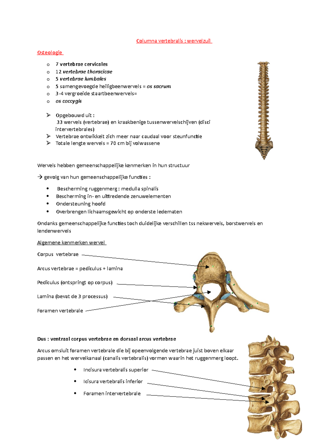 Samenvatting wervelzuil - Columna vertebralis : wervelzuil Osteologie o ...