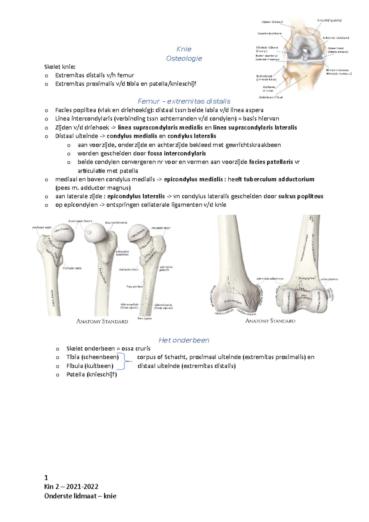 Knie anatomie - Knie Osteologie Skelet knie: o Extremitas distalis v/h ...