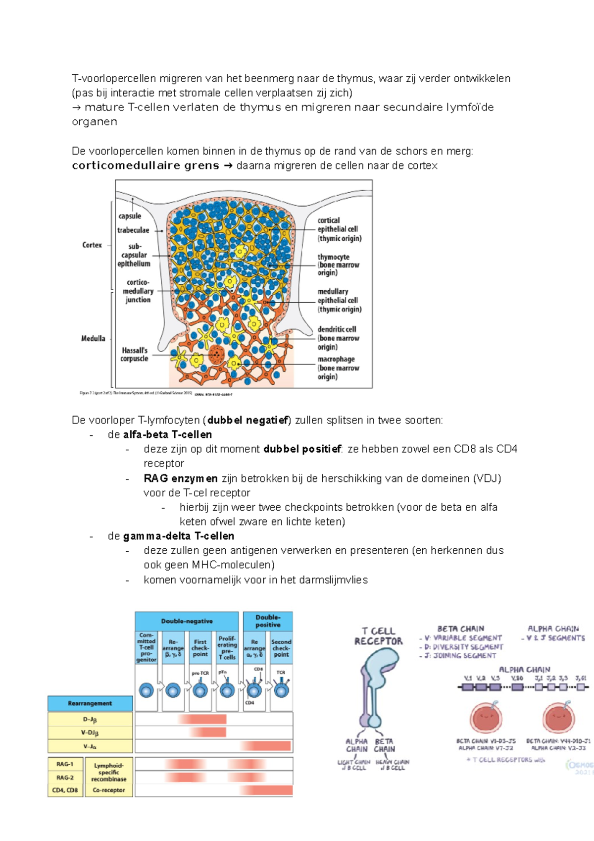 C-Ontwikkeling T cellen-SAH - T-voorlopercellen migreren van het ...