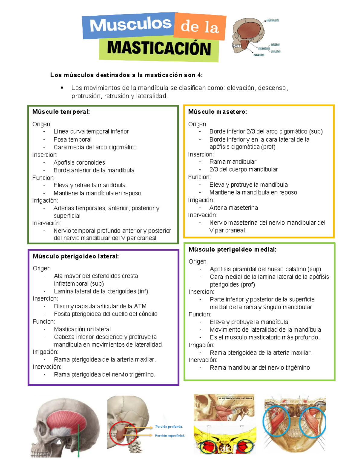 Musculos anato - Los músculos destinados a la masticación son 4: Los ...