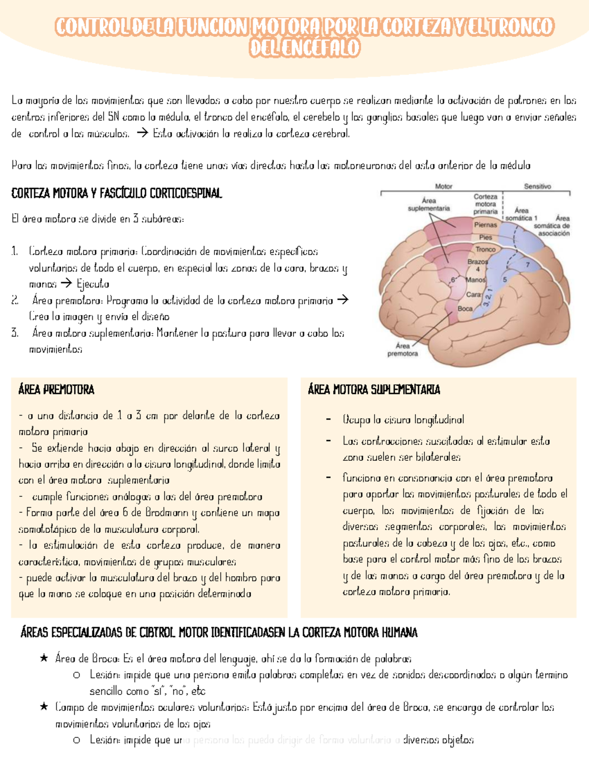 Resumen Cap 56 - CONTROL DE LA FUNCI”N MOTORA POR LA CORTEZA Y EL ...
