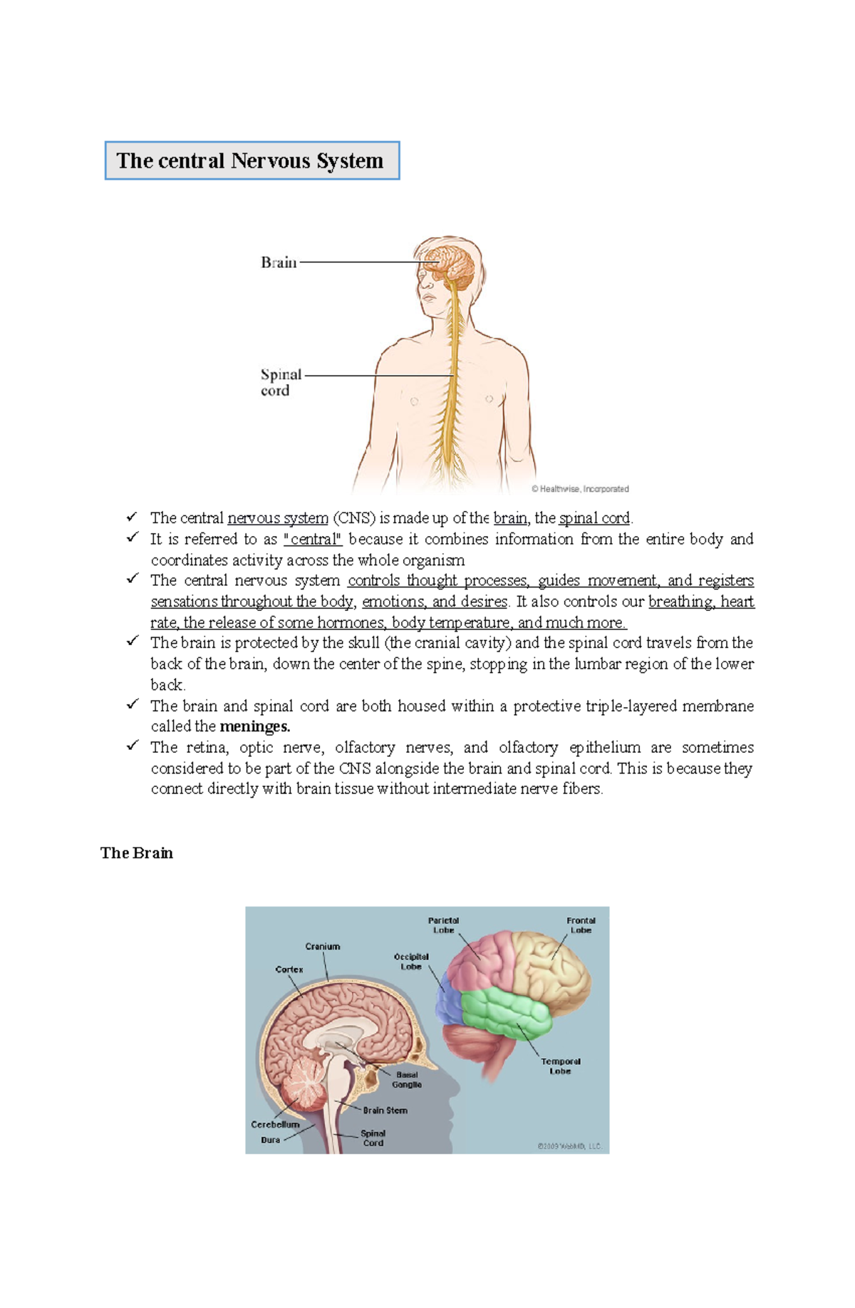 Anatomy of Stroke - The central nervous system (CNS) is made up of the ...