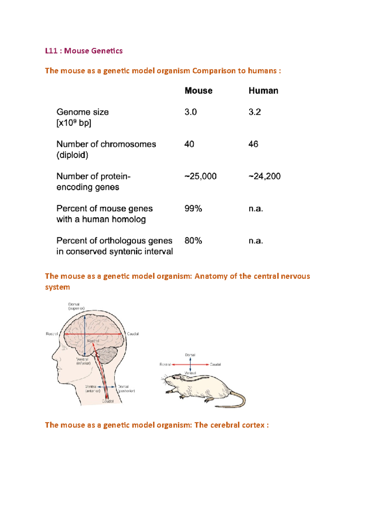 L11 - Mouse Genetics - Lecture notes - L11 : Mouse Genetics The mouse ...
