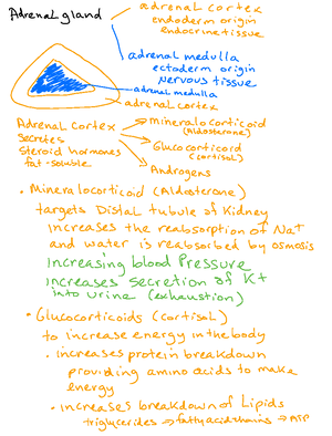 Introduction Homeostasis - Unit 1 Homeostasis maintaining your internal ...