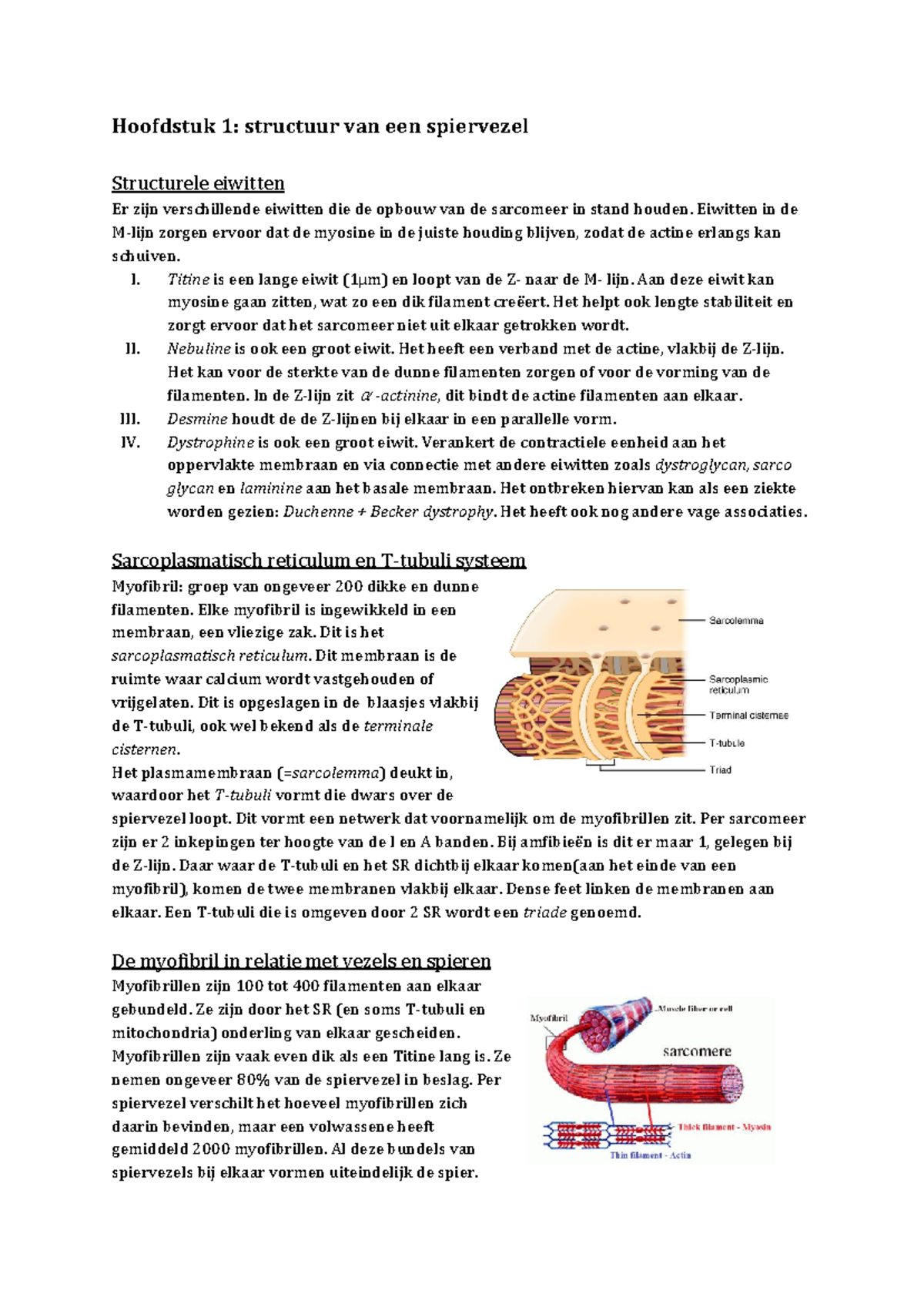 Hoofdstuk 1 - Hoofdstuk 1: structuur van een spiervezel Structurele ...