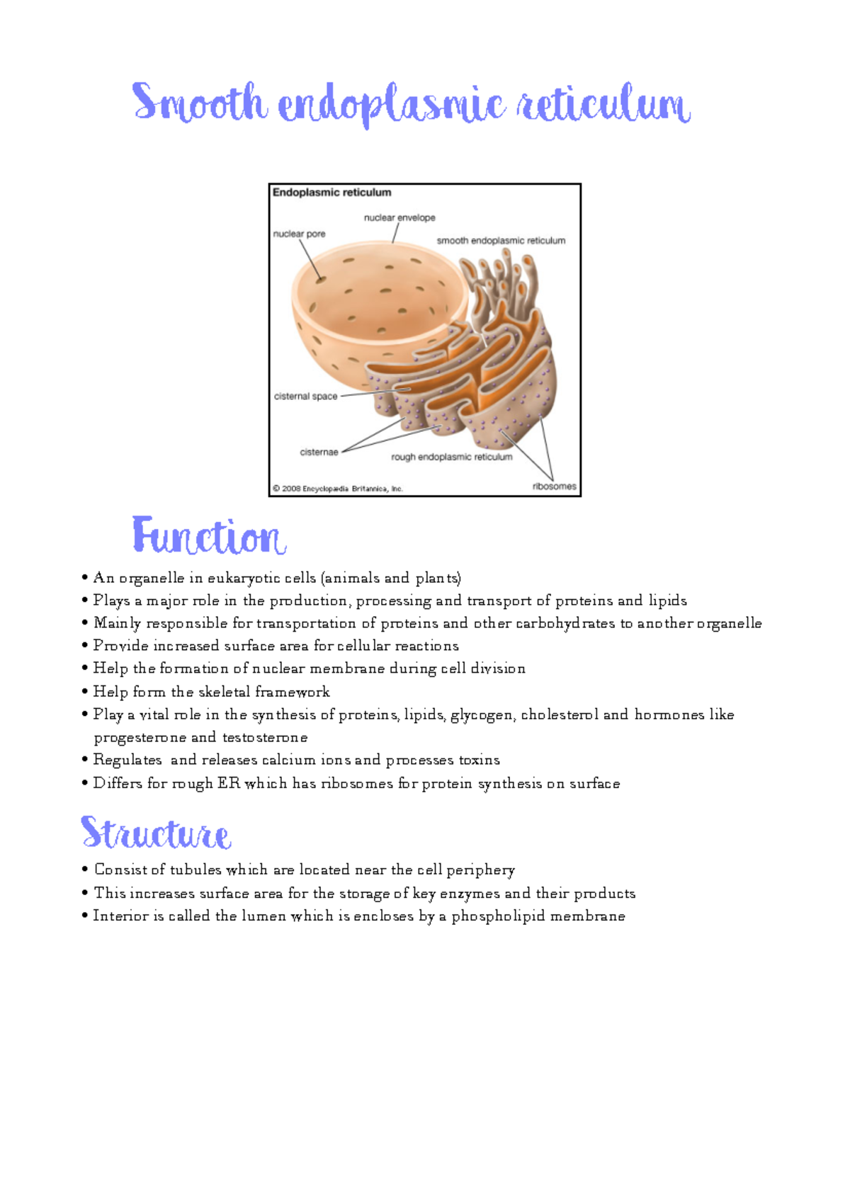 Smooth endoplasmic reticulum - Smooth endoplasmic reticulum Function ...
