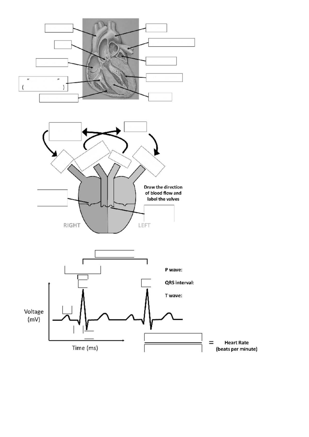 Cardiovascular handout - 6H4Z1004 - Quiz Time At which stage of the ...
