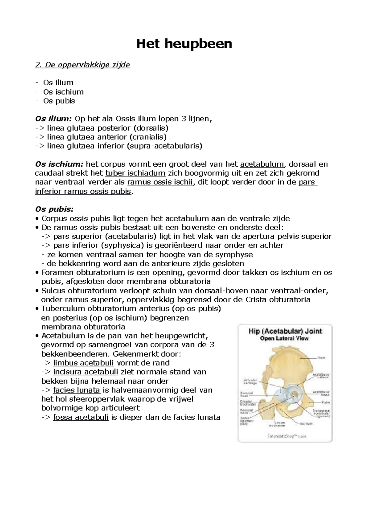 Heupbeen anatomie - Het heupbeen De oppervlakkige zijde Os ilium Os ...
