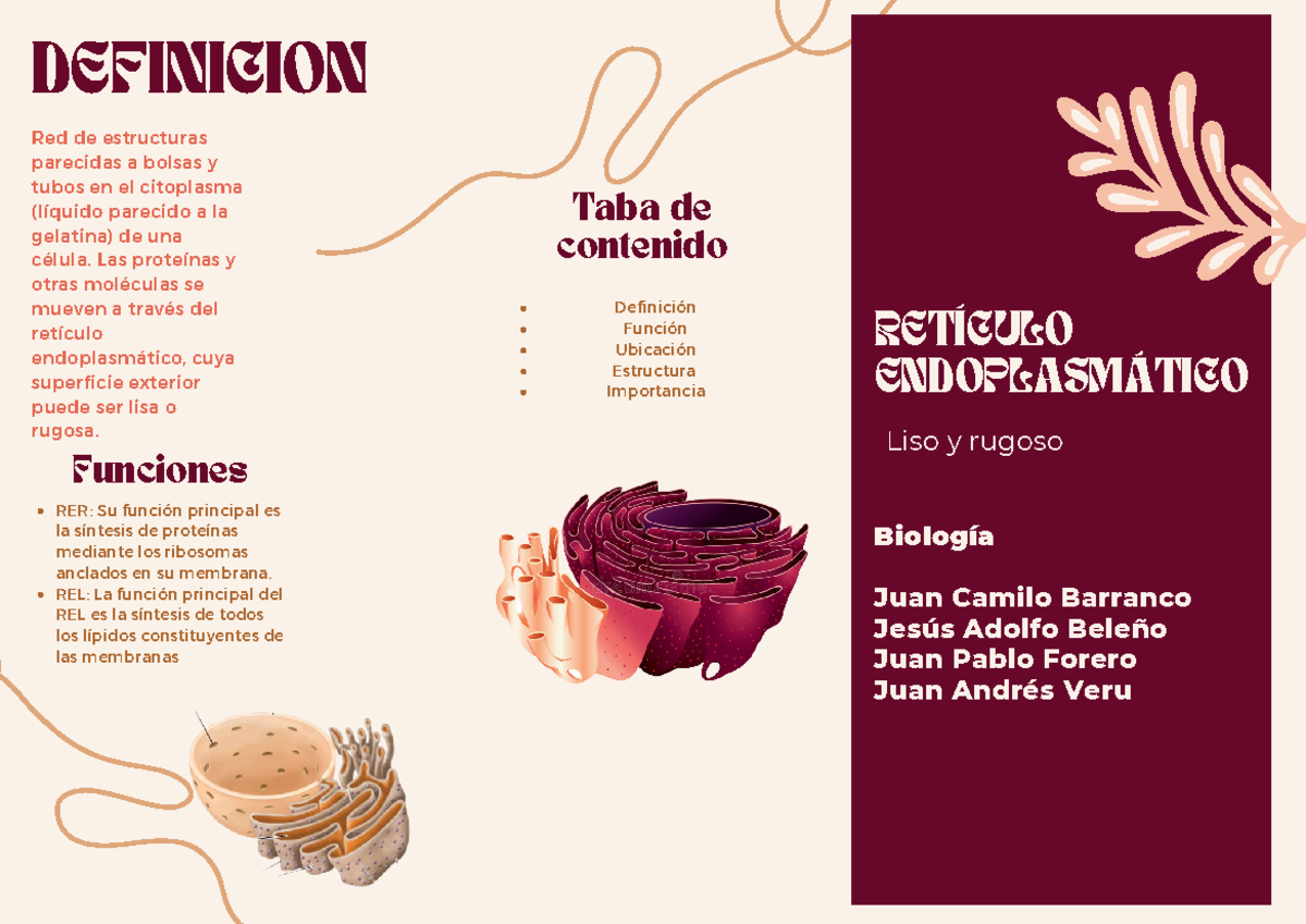 Retículo endoplasmático liso y rugoso - DEFINICION Red de estructuras ...