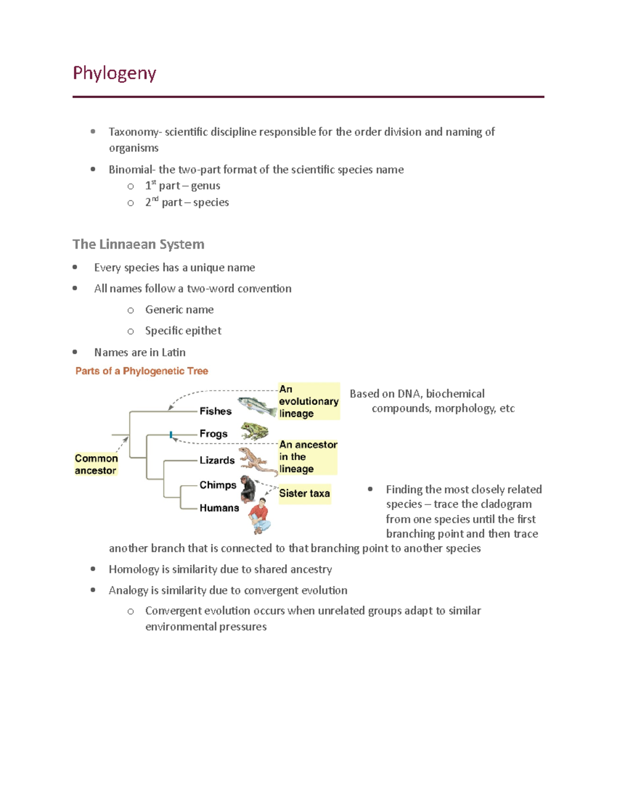 Ch 20 Phylogeny - These notes cover taxonomy. Parts of the phylogenetic ...