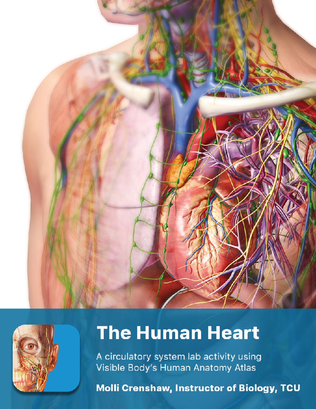 Lab manual human heart atlas - This lab activity is aligned with ...