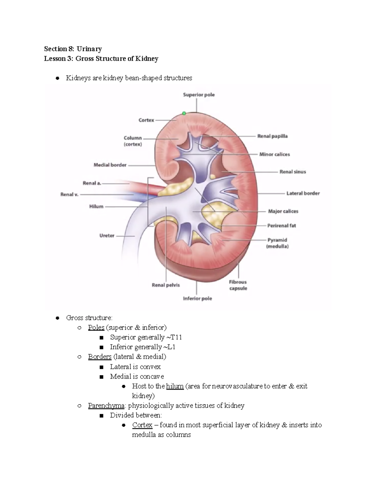 51- Gross Structure of Kidney - Section 8: Urinary Lesson 3: Gross ...