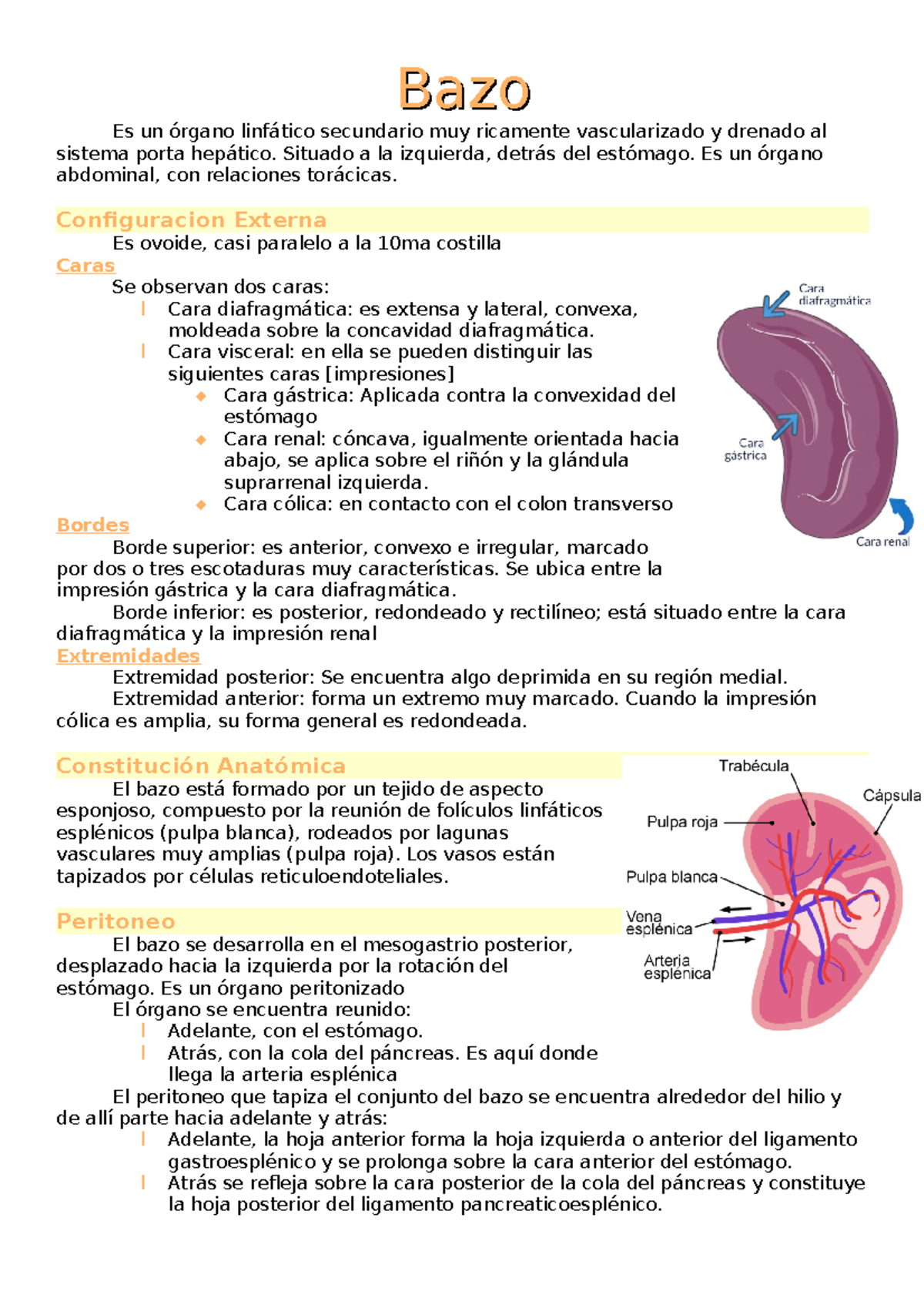 Bazo - BazoBazo Es un órgano linfático secundario muy ricamente ...