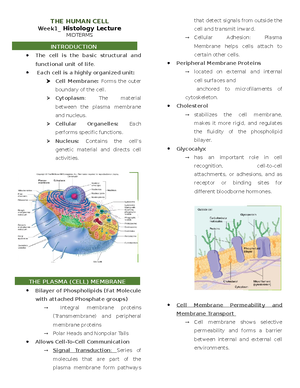 Endocrine LAB - sample histo - ENDOCRINE SYSTEM PANCREASE STRUCTURES ...