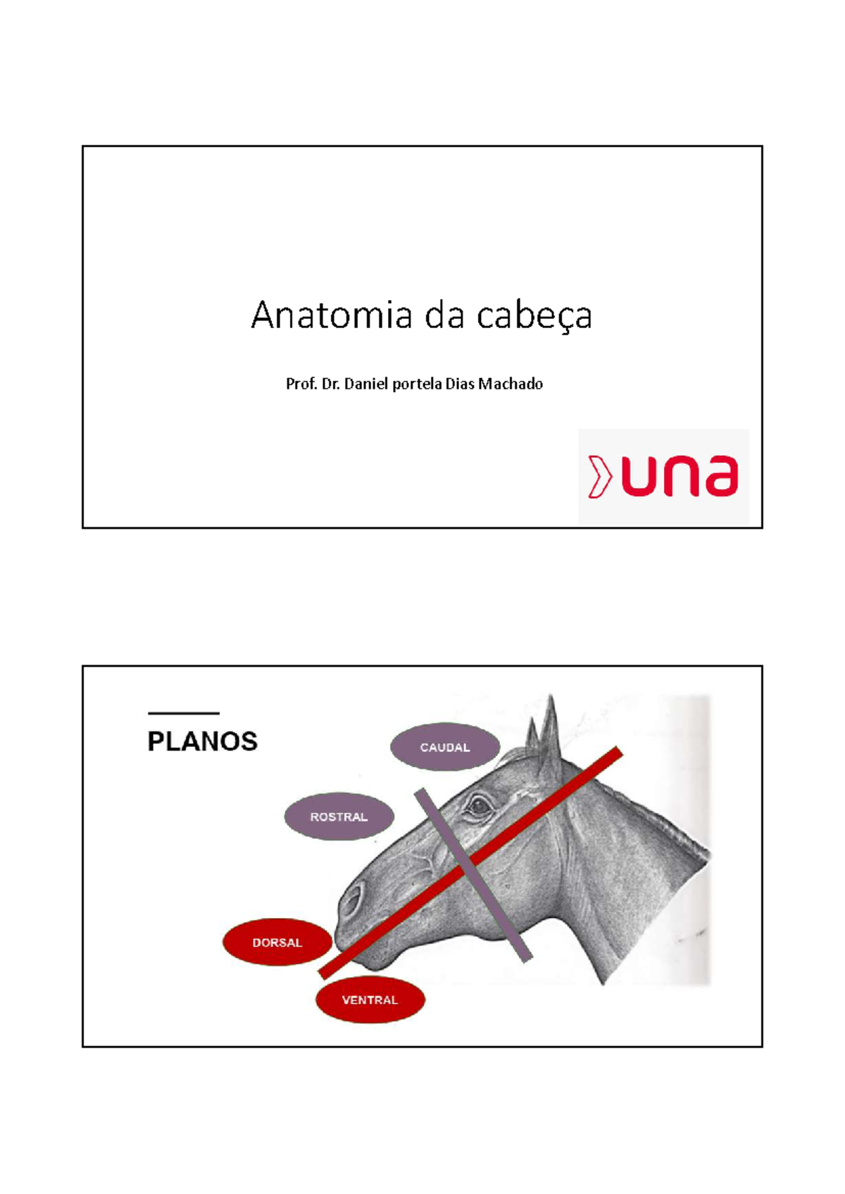 Anatomia da cabeça - 000 - Anatomia da cabeça Prof. Dr. Daniel portela ...