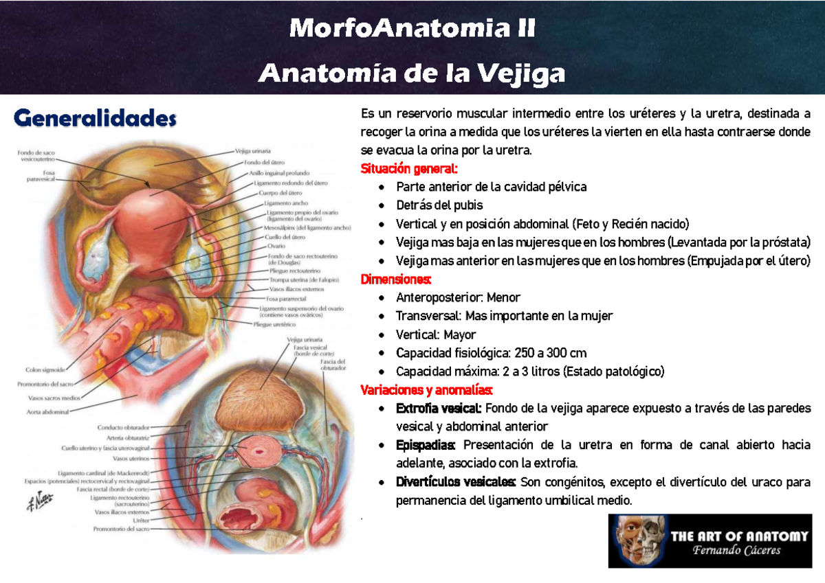 Semana 12 Parte 1 - Anatomía de la vejiga - MorfoAnatomia II Anatomía ...