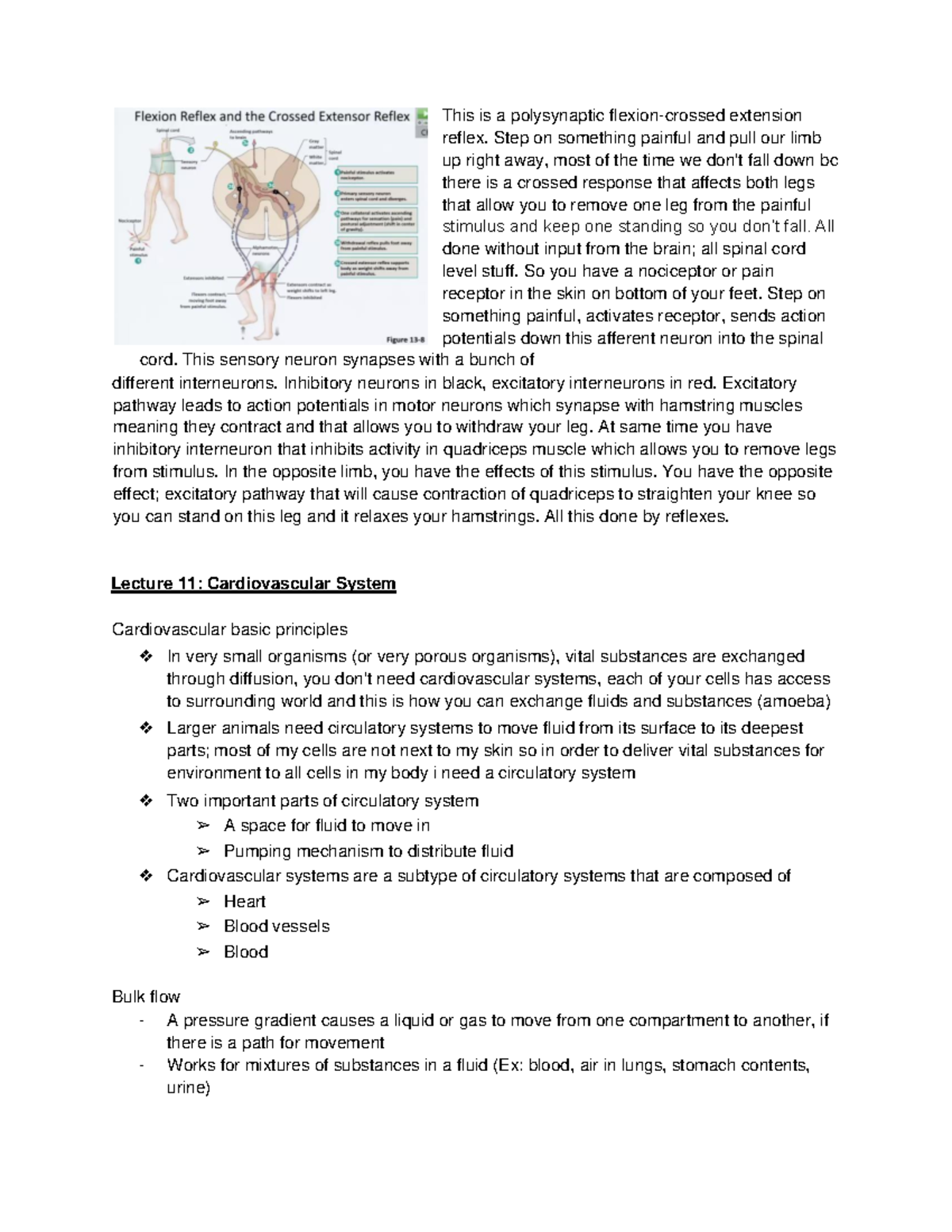 BIO 203-Quiz3 - Lecture notes 11-16 - This is a polysynaptic flexion ...