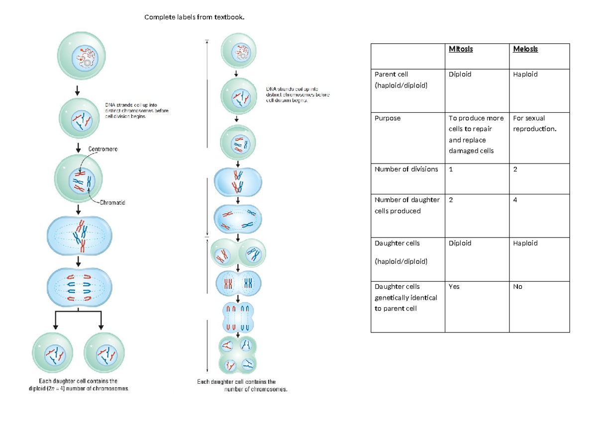 2 Mitosis Meiosis summary CS5 - ACCG2051 - Mitosis Meiosis Parent cell ...