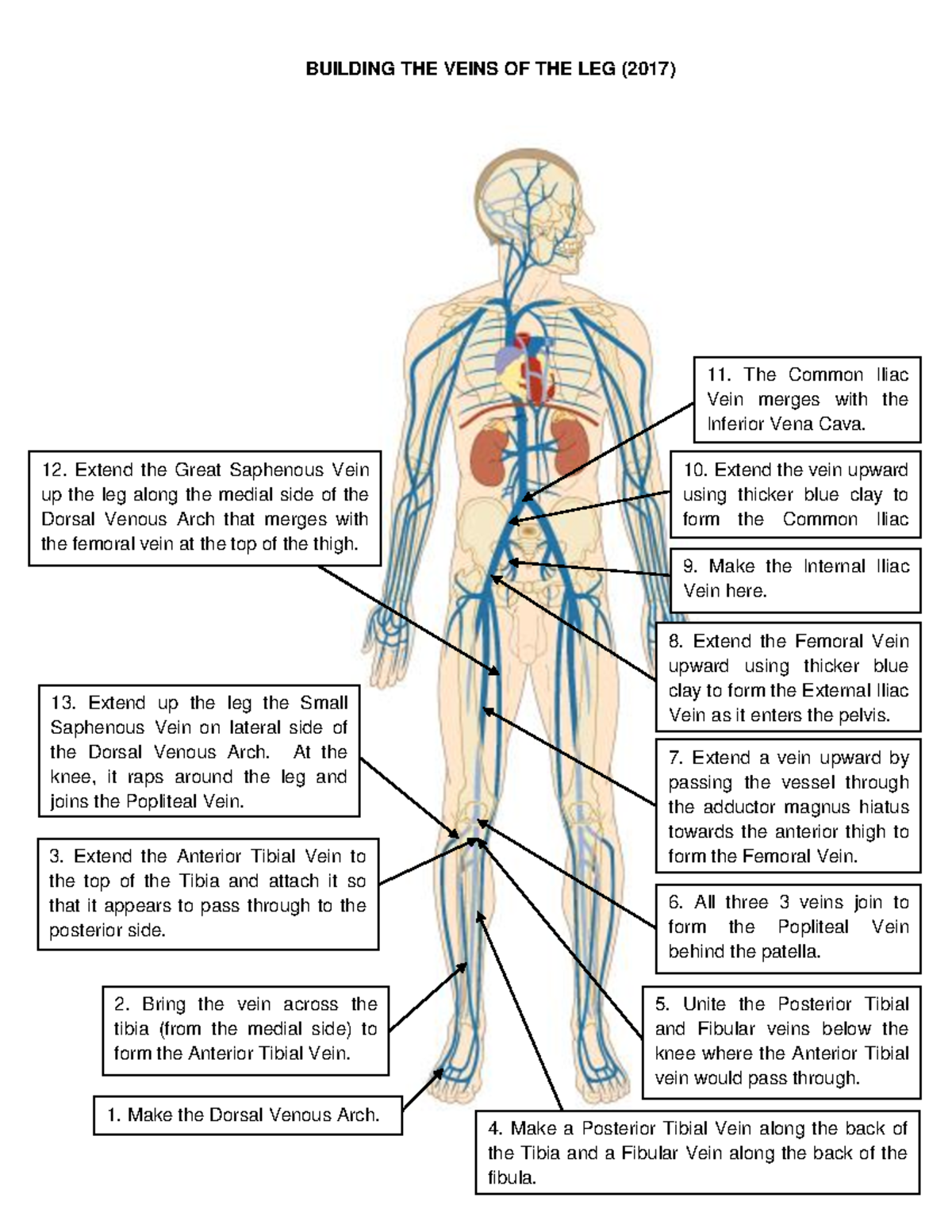 Building the Veins of the Leg 2017 - Make the Dorsal Venous Arch. 2 ...