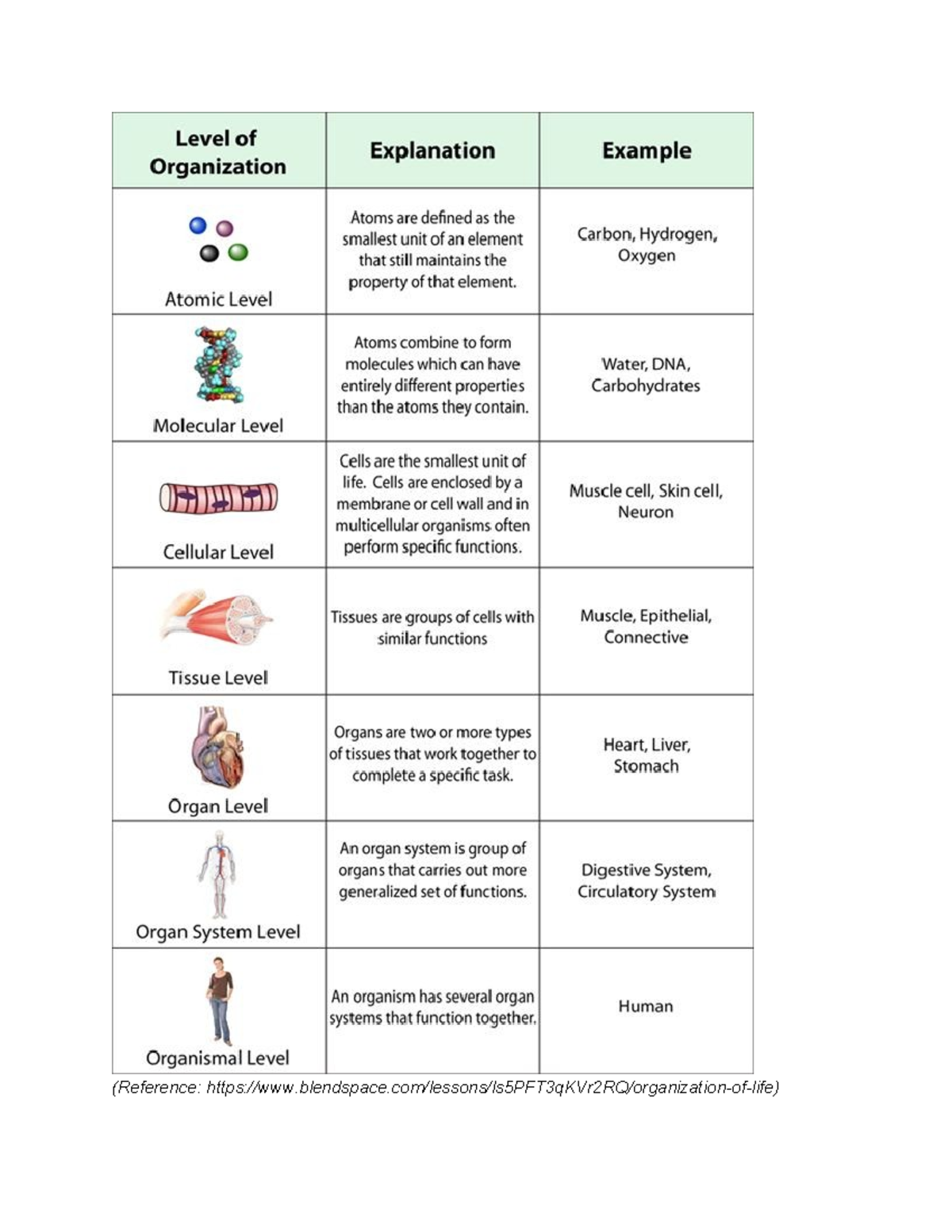 1st Lesson 4-5 Tissue Handouts - (Reference: blendspace/lessons ...