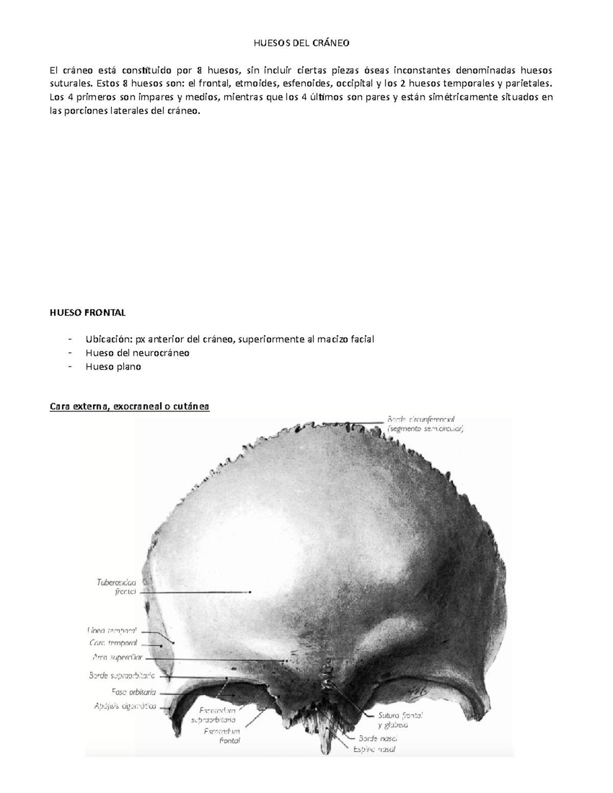 Huesos DEL Neurocráneo - HUESOS DEL CRÁNEO El cráneo está constituido ...